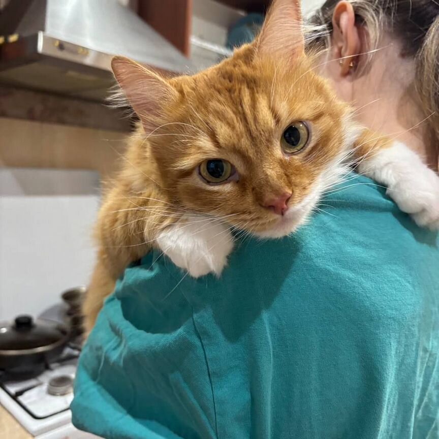 Отдам кота в добрые руки