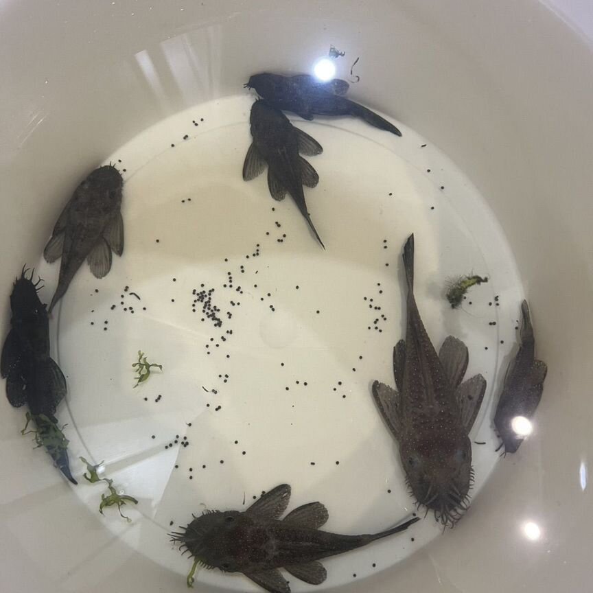 Сом звездчатый л 181. L181