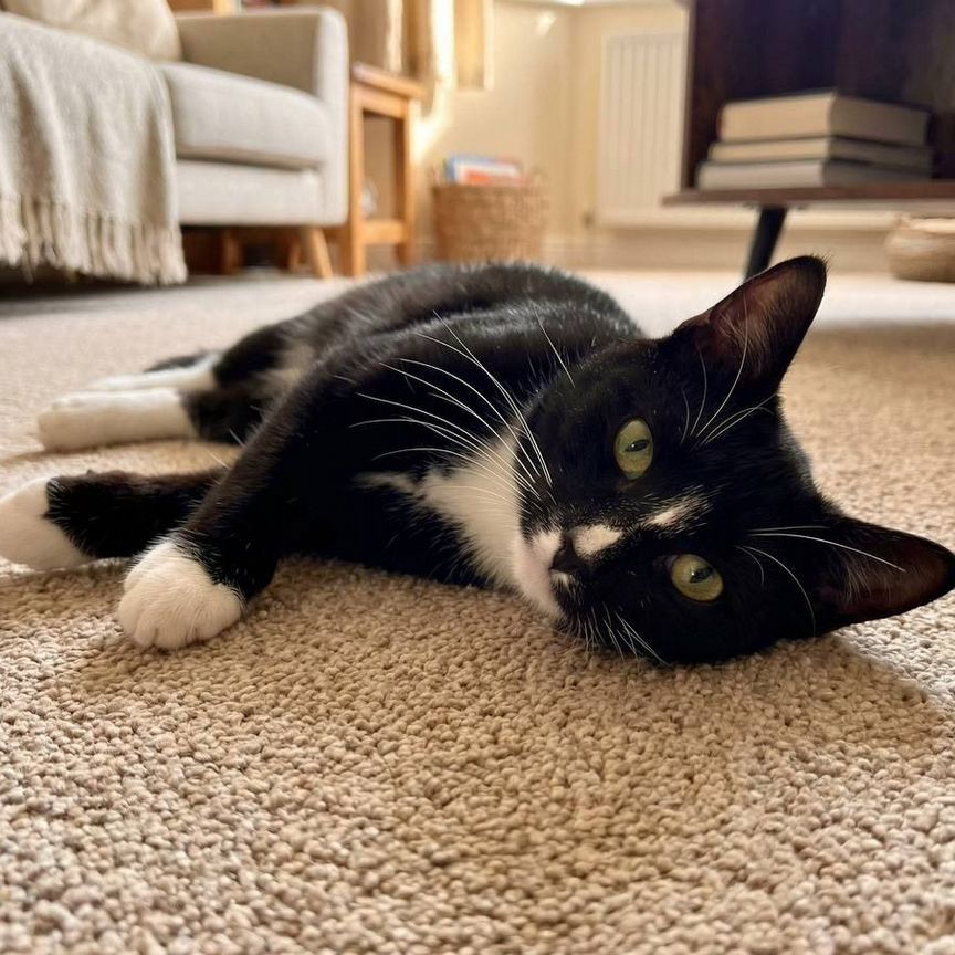 Взрослая, кошка в добрые руки