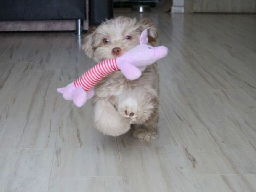 Мальтипушки, девочки