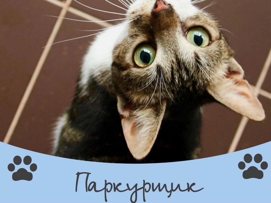 Кот Паркурщик