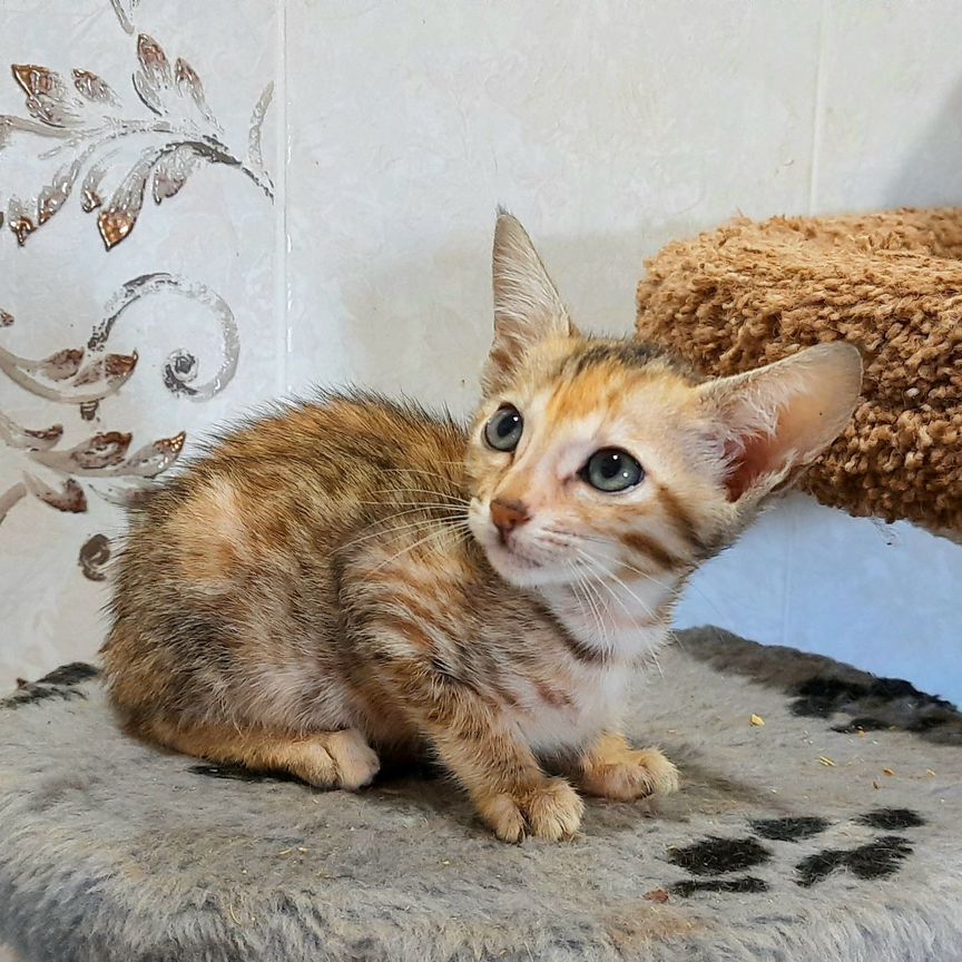 Серенгети F2 /ориентальная