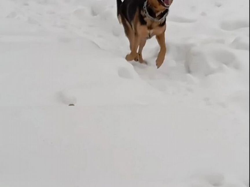 Овчарка метиска 2 года