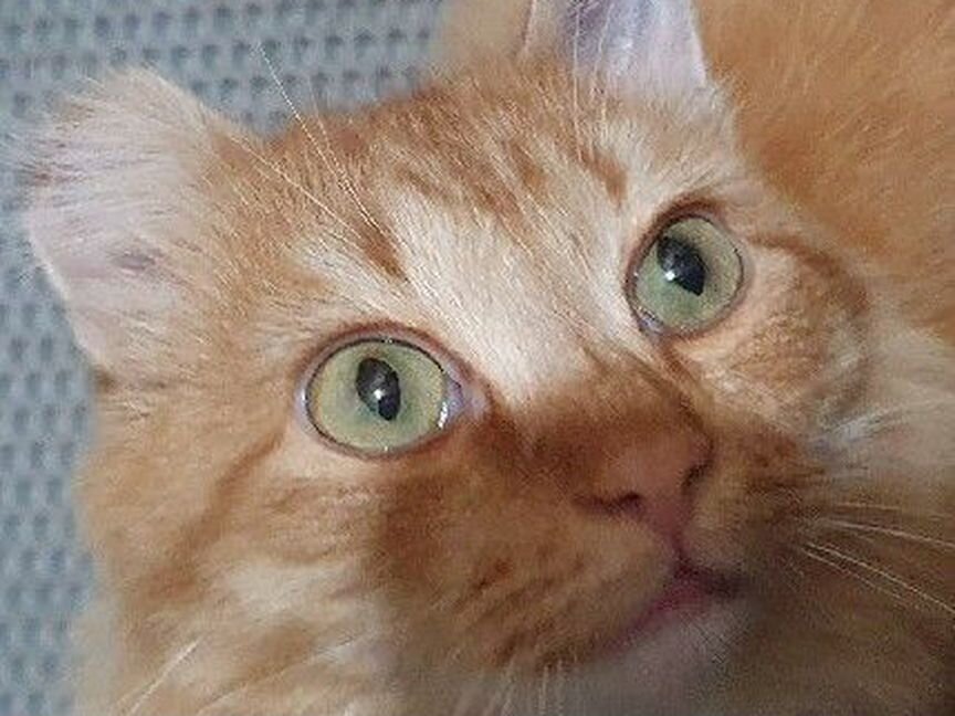 Котик в добрые руки