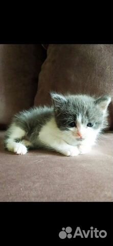 Котёнок - Мышка