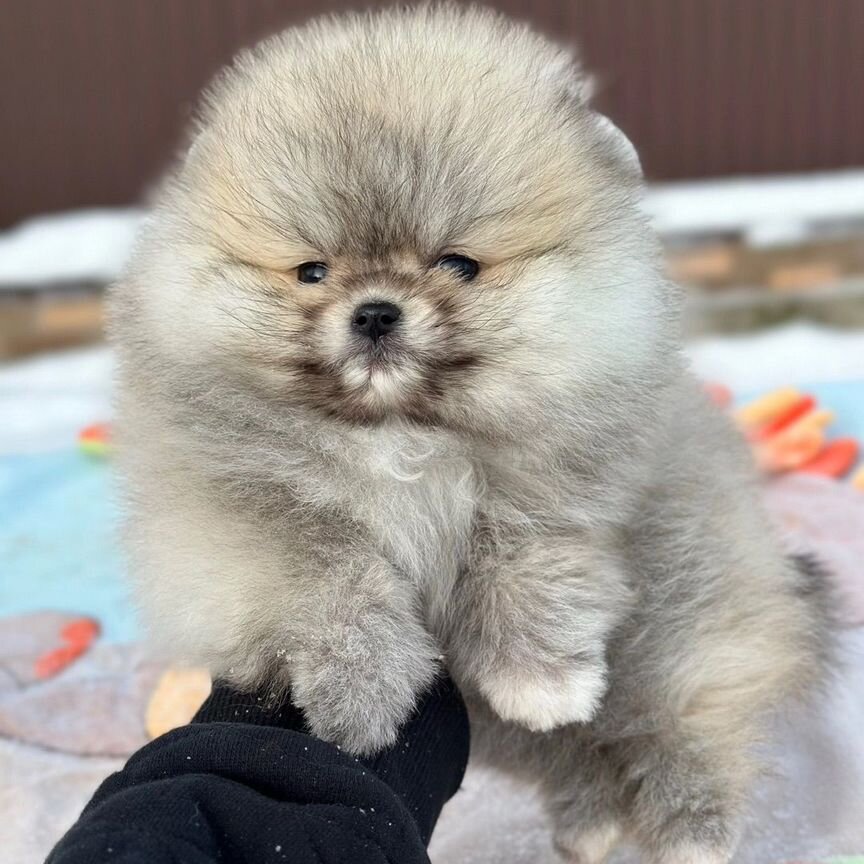 Померанский шпиц девочка