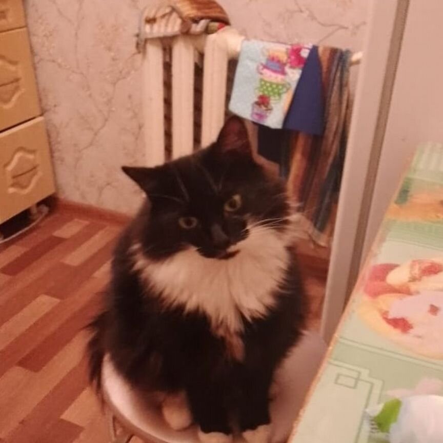 Котик