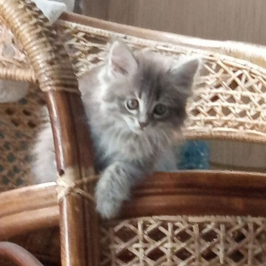 Отдам котенка в добрые руки