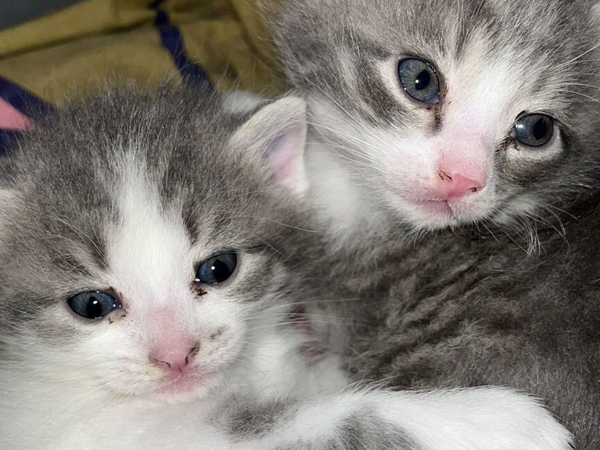 Британские котята