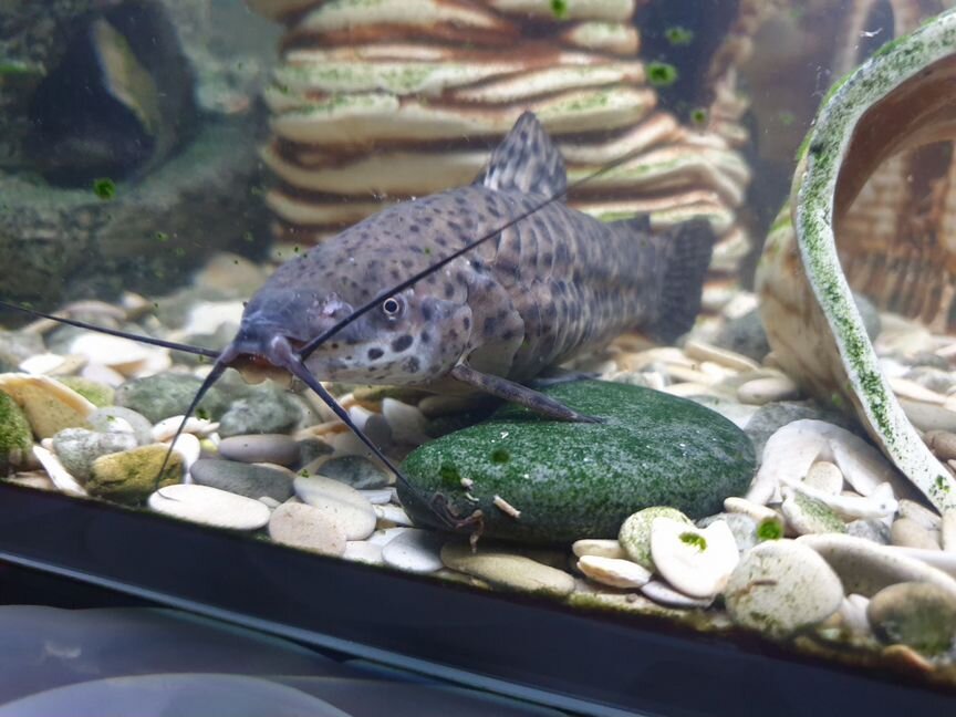 Сомик анциструс торакатум