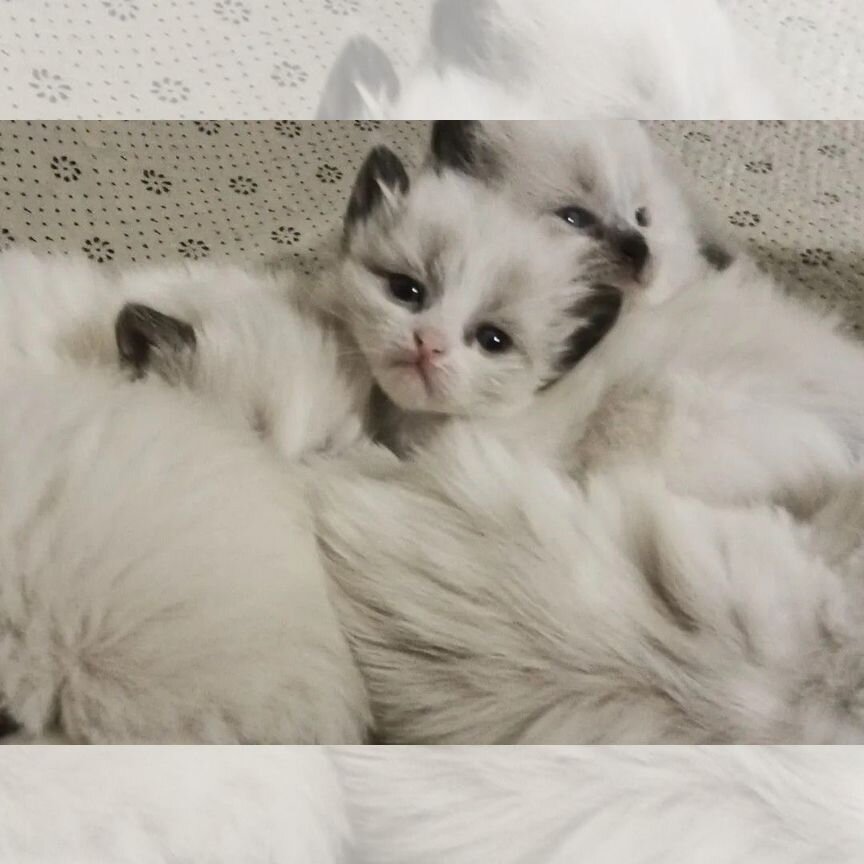 Рэгдолл котёнок