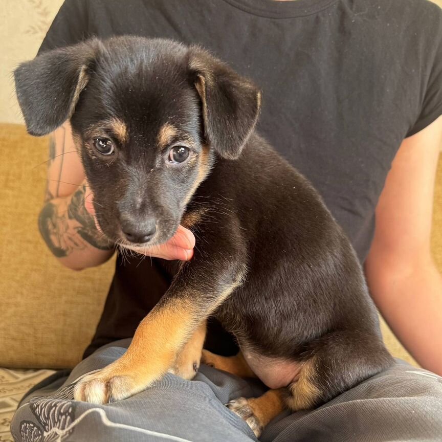 Щенок в добрые руки