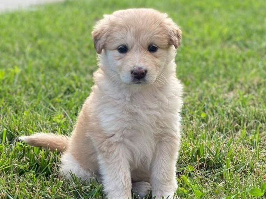 Щенки в добрые руки