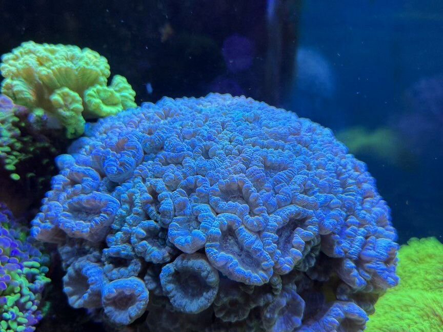 Морские кораллы Калуастрея зеленая