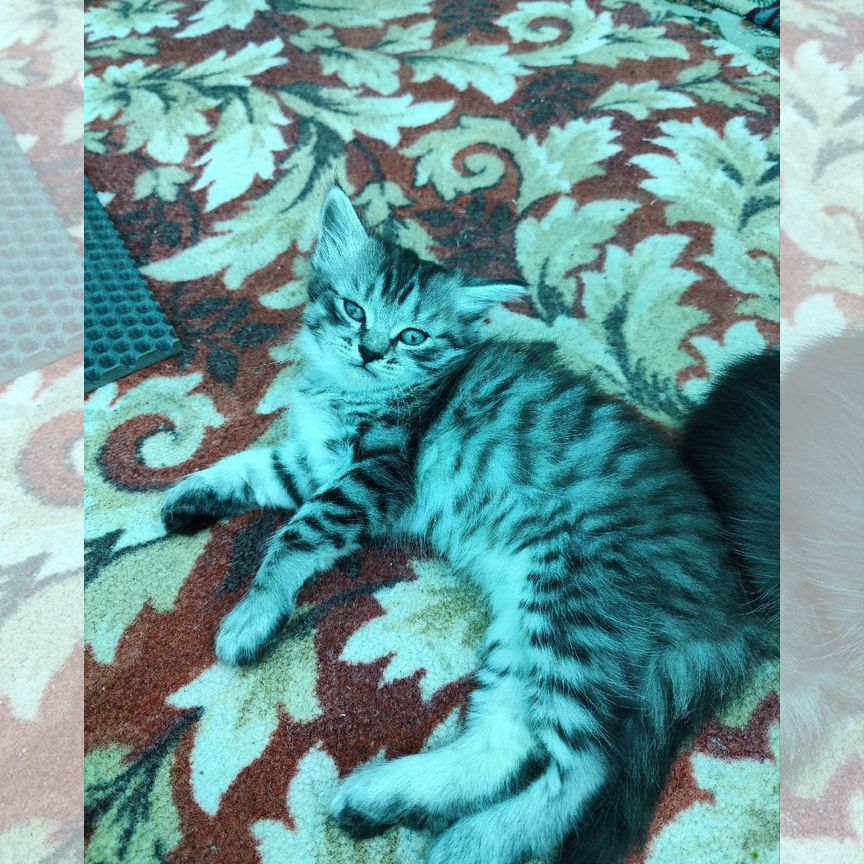 Британский длинношёрстный котёнок