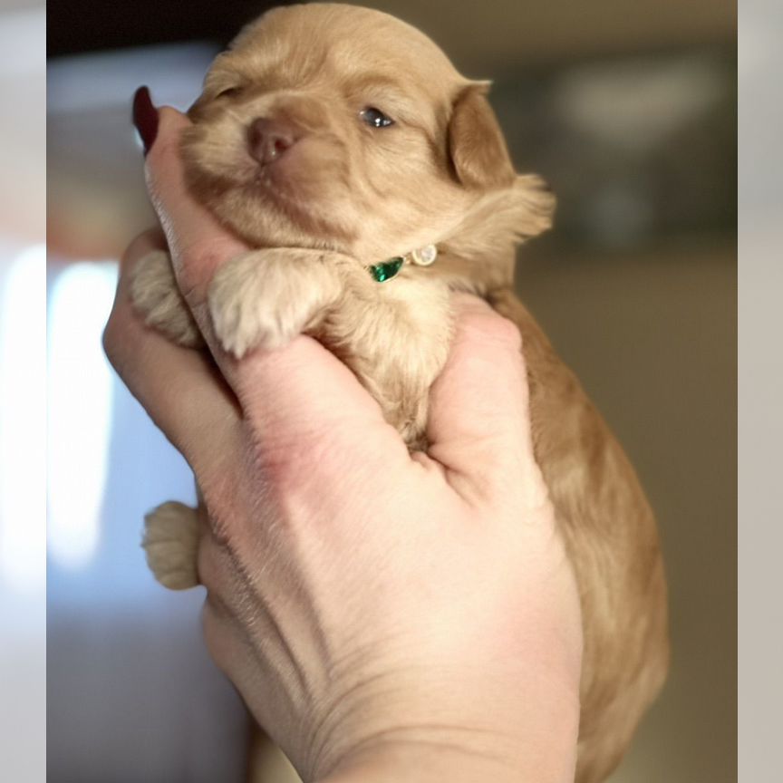 Мальтипу, щенок