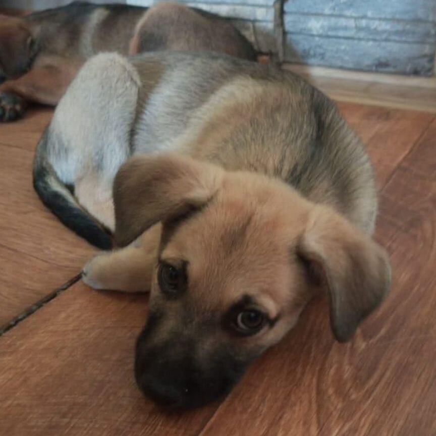 Щенок в добрые руки