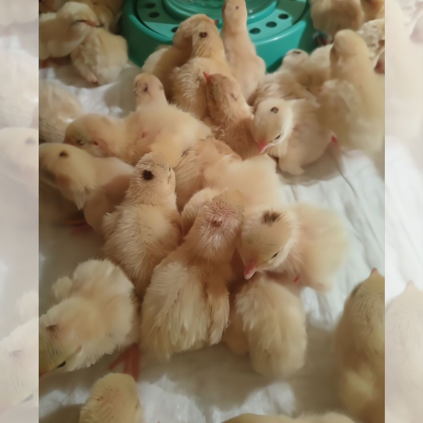 Перепела техасцы