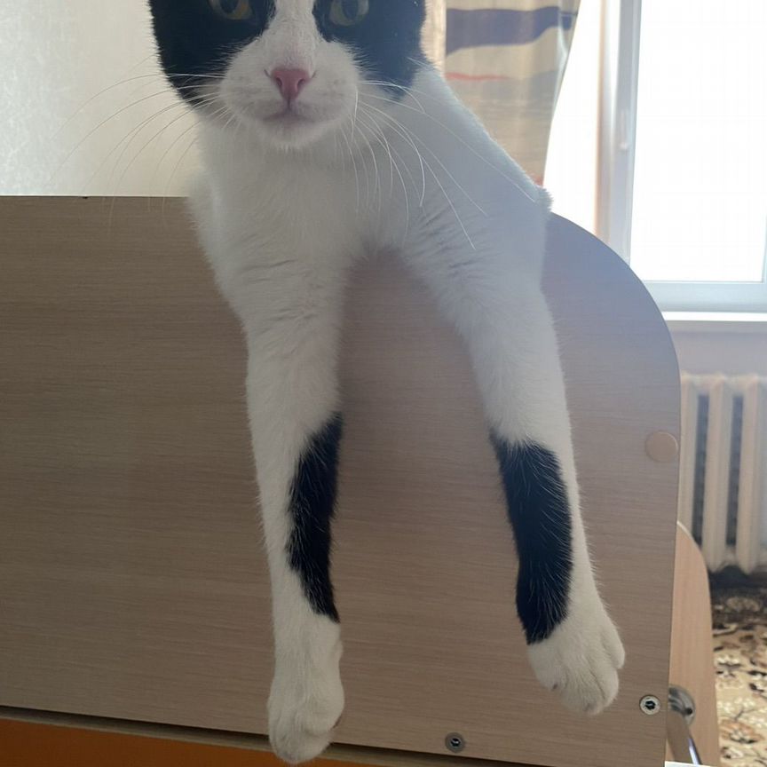 Взрослый кот в добрые руки