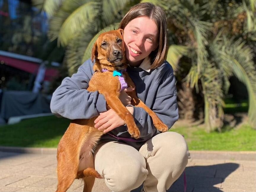 Маленькая собака в добрые руки