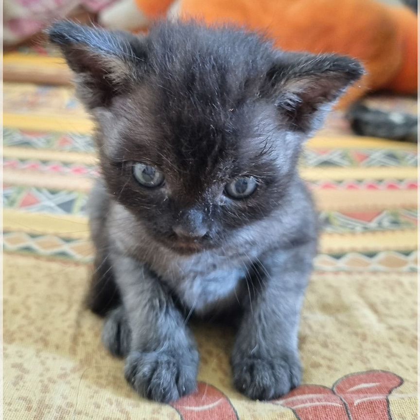Кошечка в добрые руки