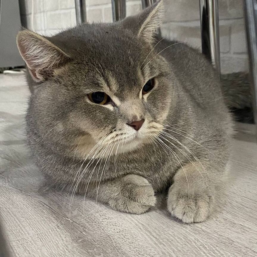 Добрый британский котик