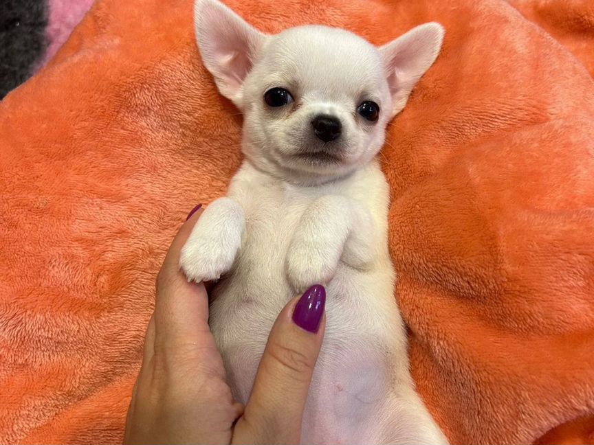 Щенки чихуахуа