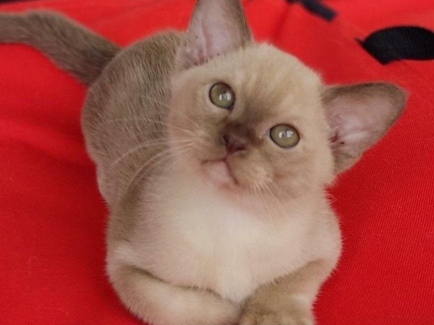 Бурманские котята