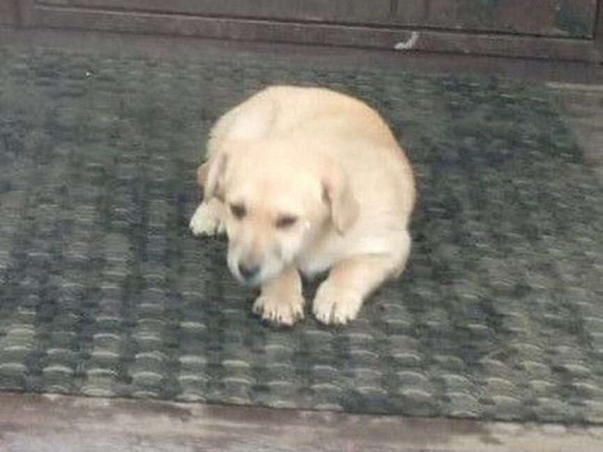 Одам щенят в добрые руки