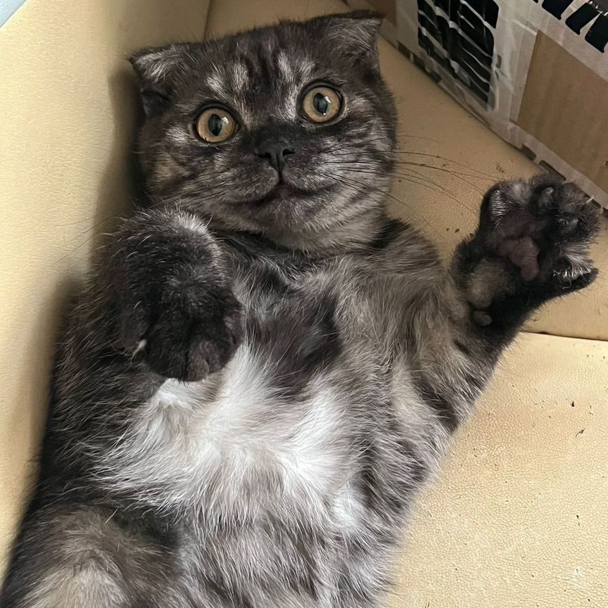 Шотландский вислоухий котик