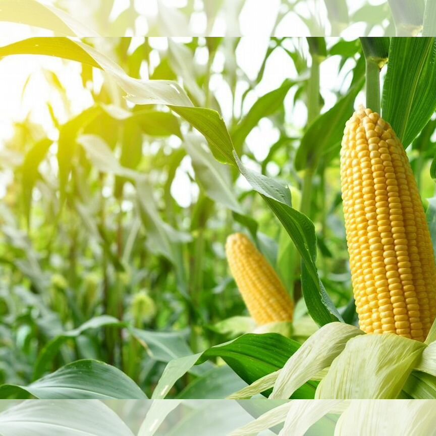 Кукуруза кормовая
