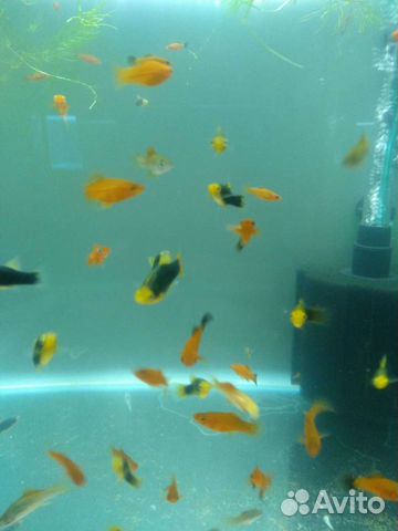 Аквариумные рыбки