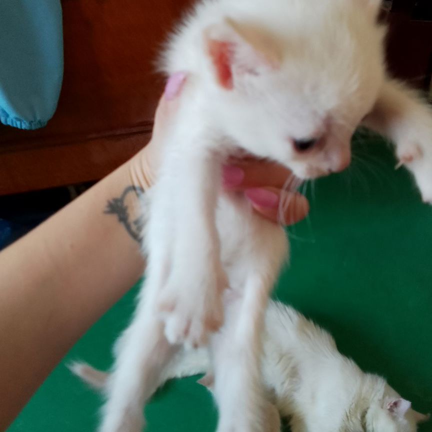 Отдам котят в добрые руки