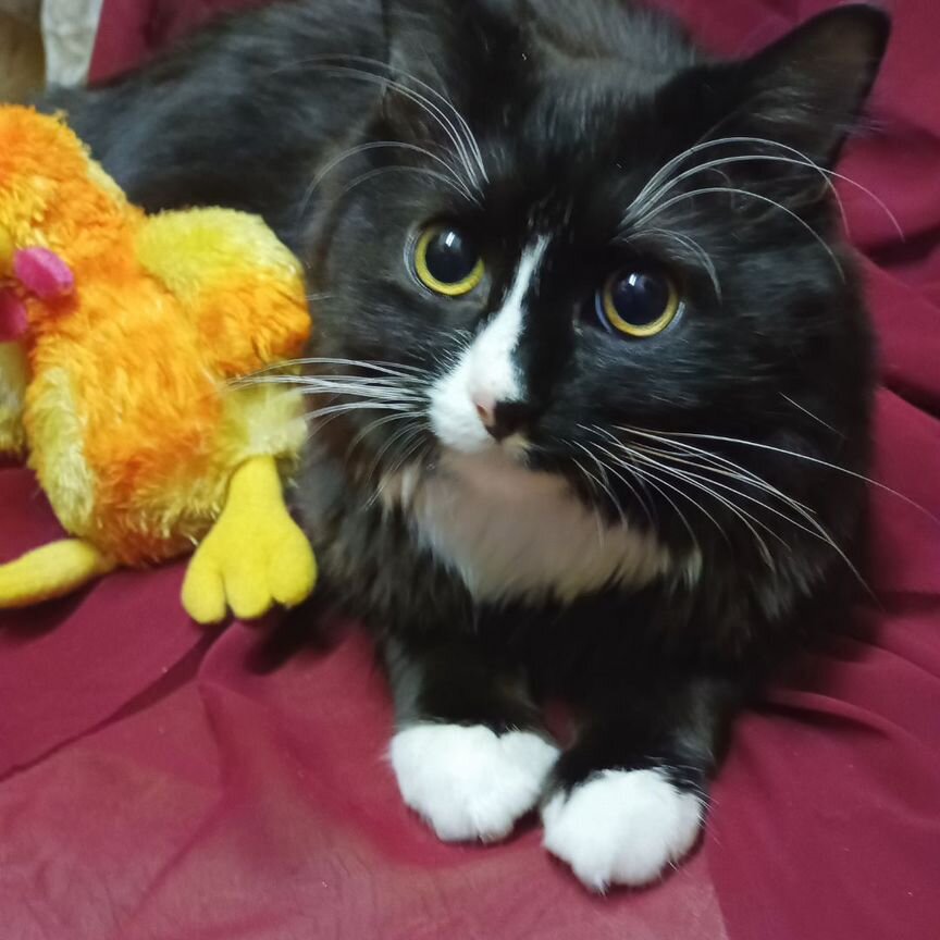 Милый котик