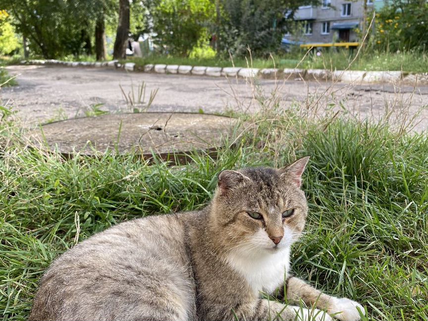 Кот бесплатно