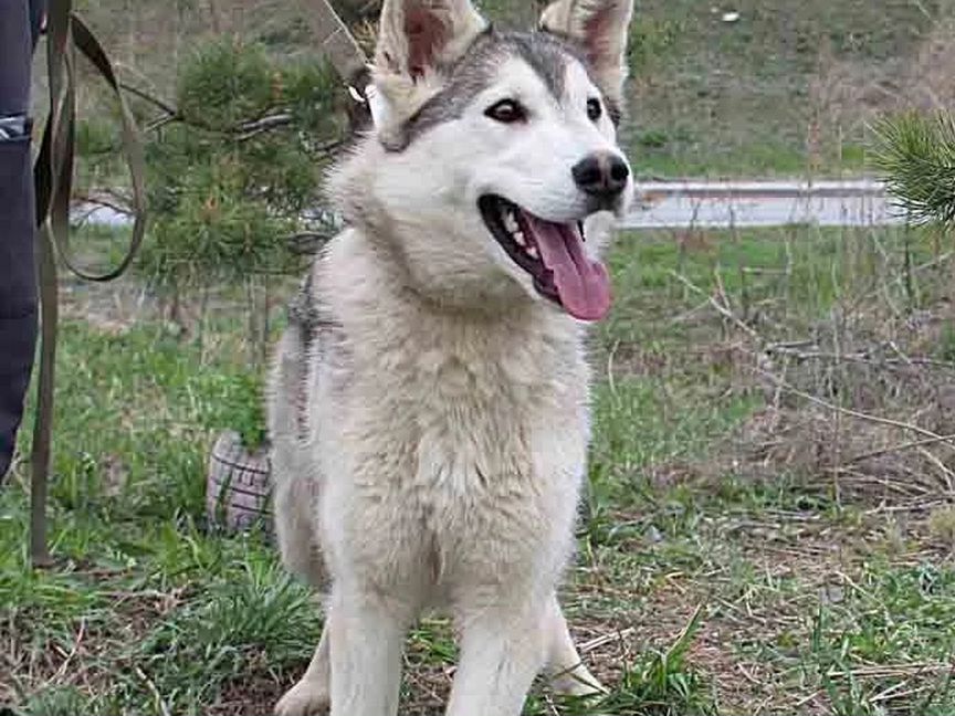 Варя собака возраст 1 год