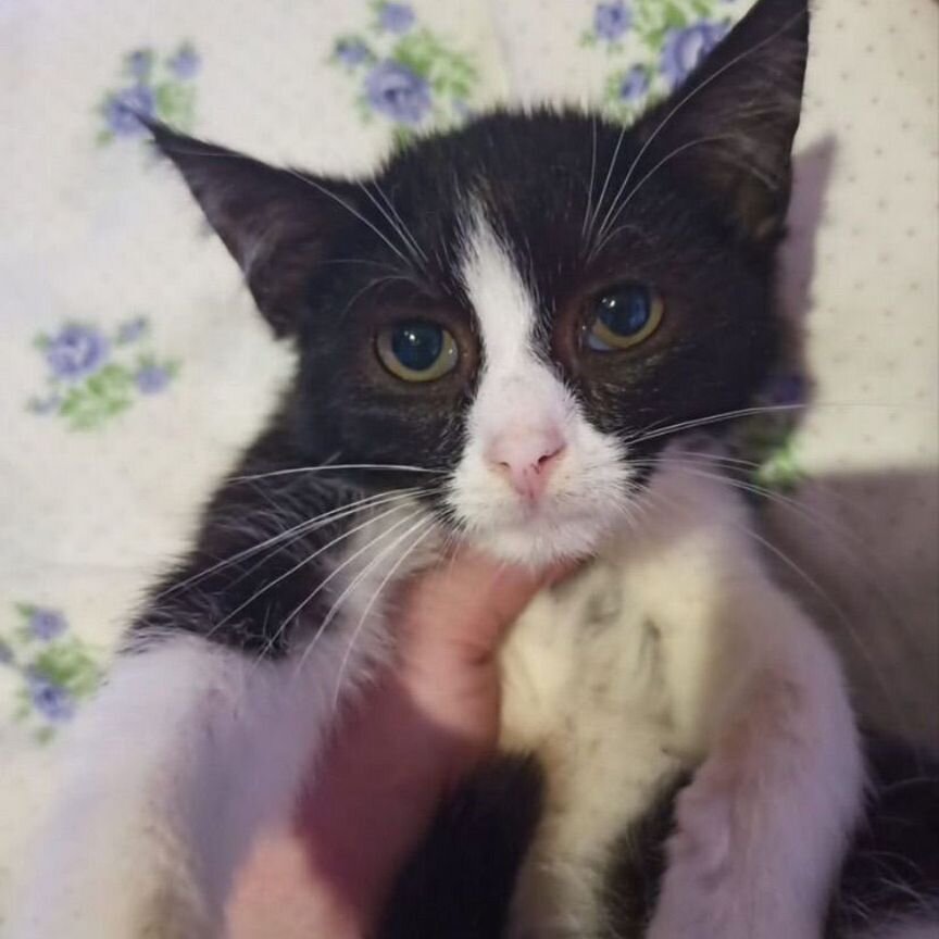 Котенок в добрые руки, Маус