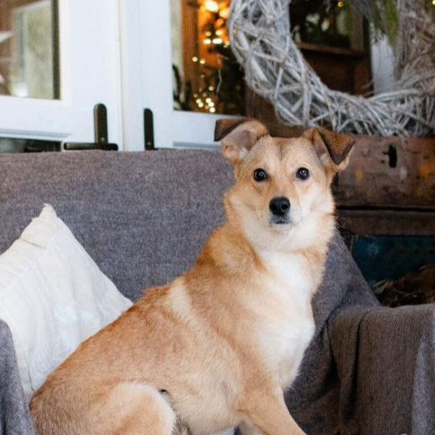 В добрые руки некрупная собачка