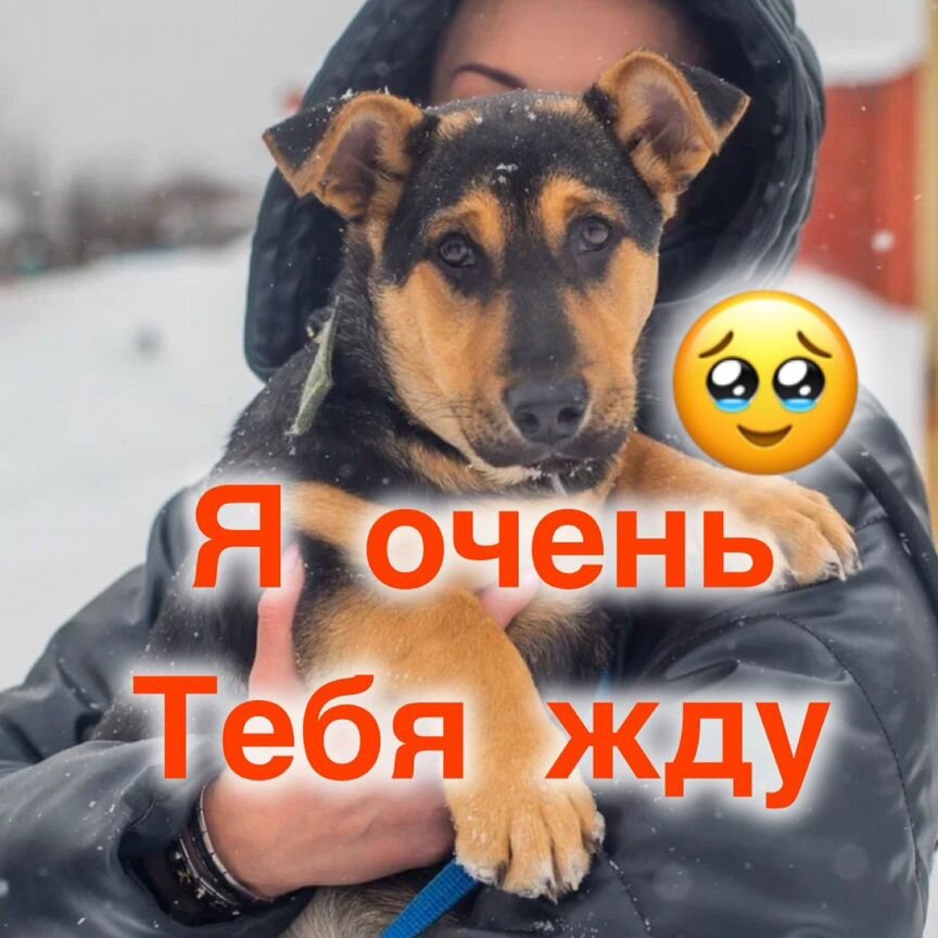 Маленький песик щенок бесплатно