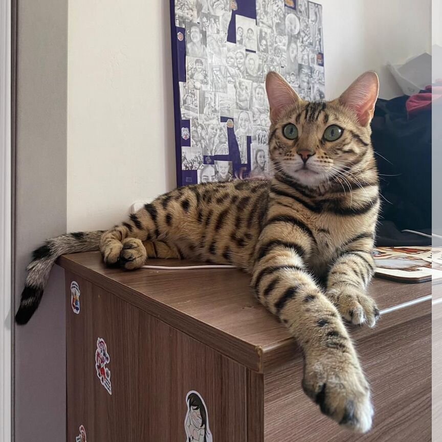 Бенгальская кошка, взрослая