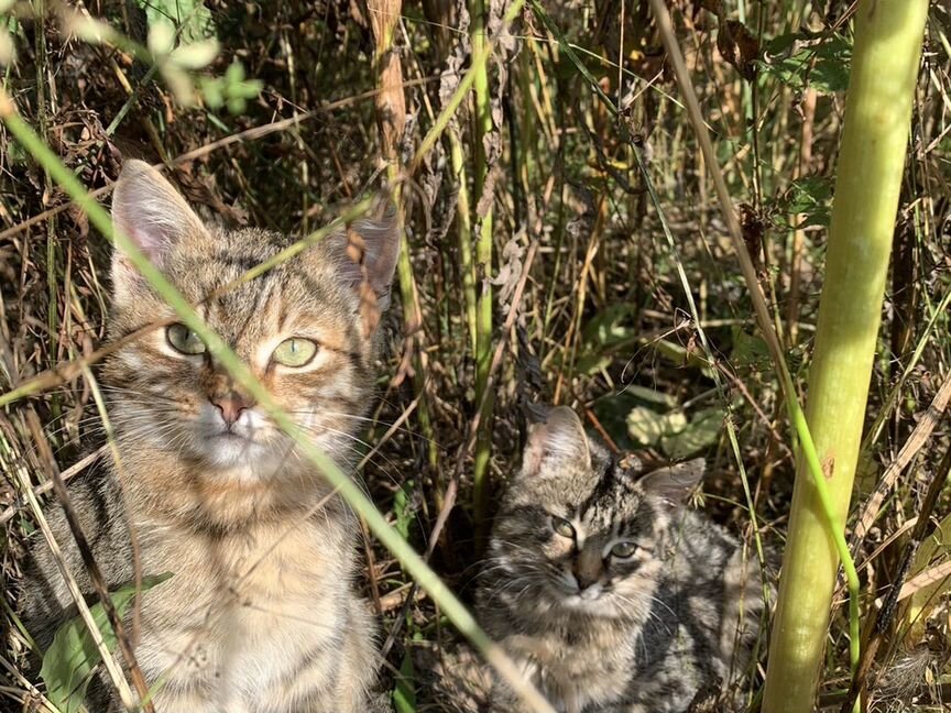 Котята