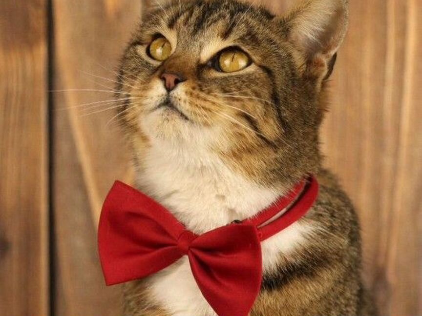 Кошка в добрые руки