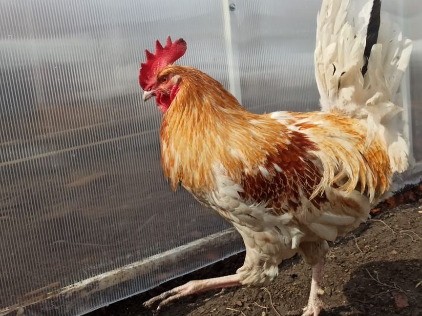 Продаётся домашний молодой петух