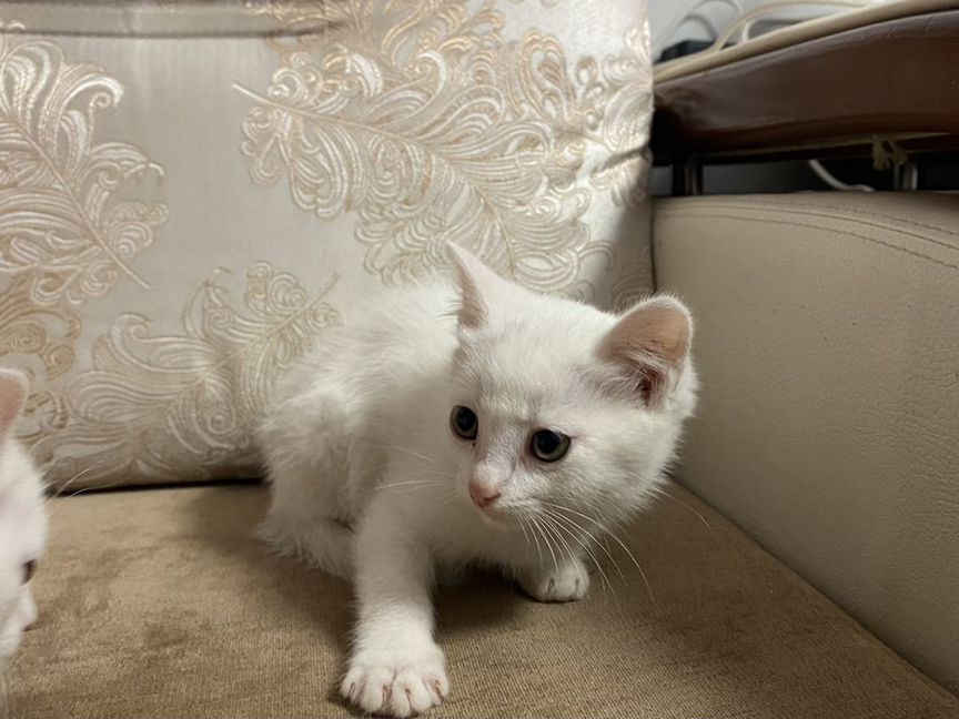 Европейские котята