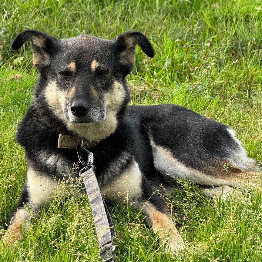 Взрослая собака в добрые руки