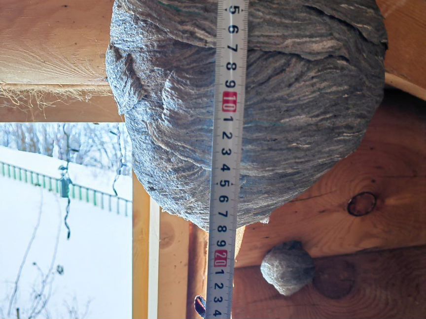 Улий шершней