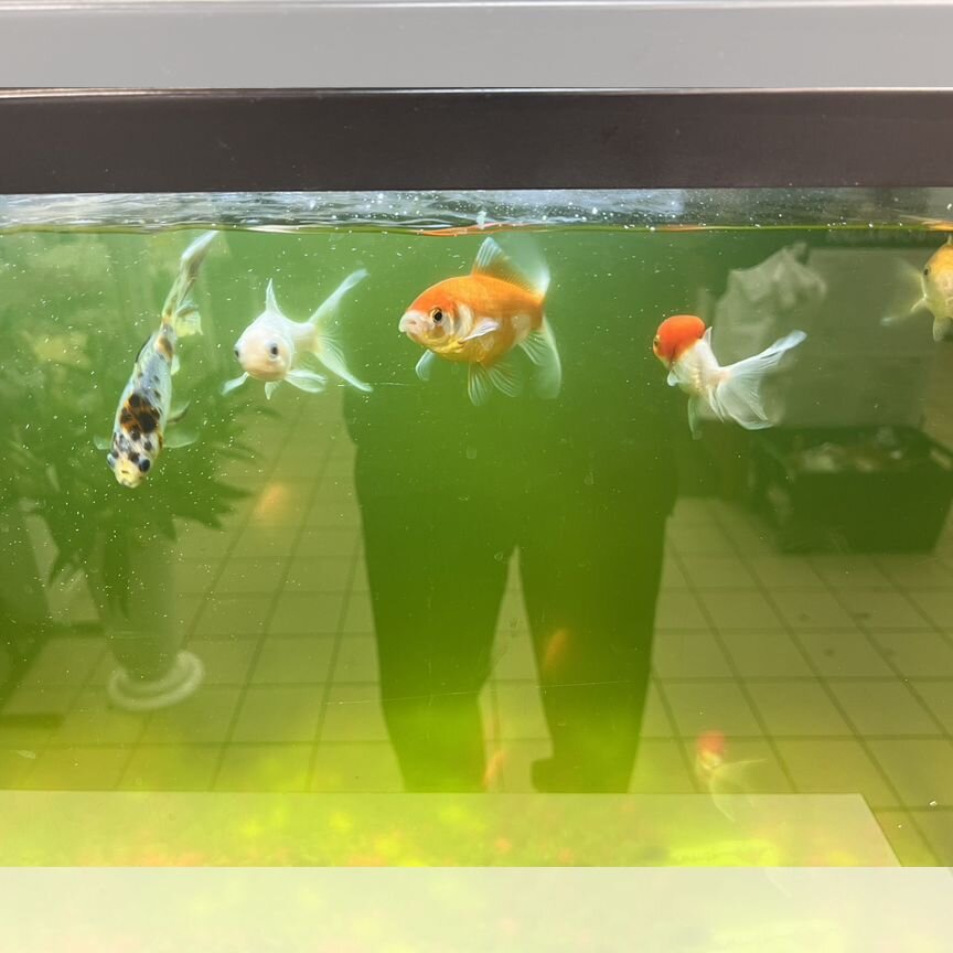 Аквариум с рыбками