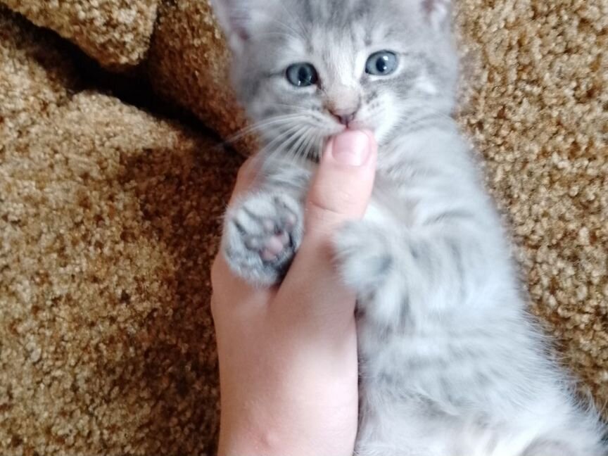 Кошка