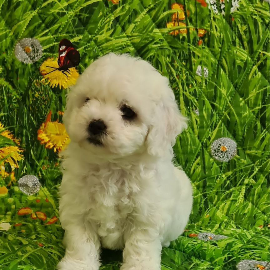 Бишон фризе суперская девочка