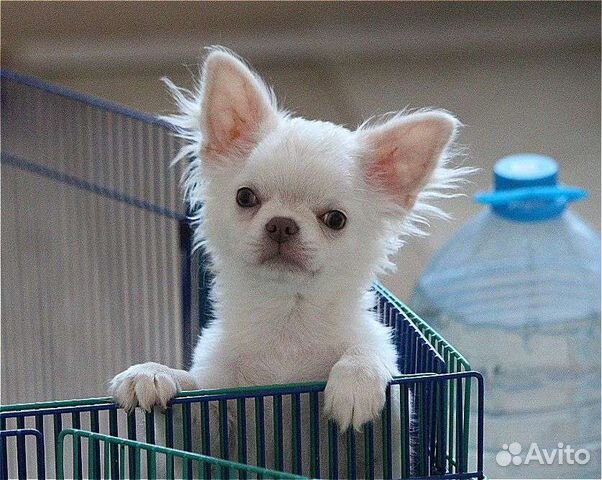 Бело-кремовый мальчик чихуахуа